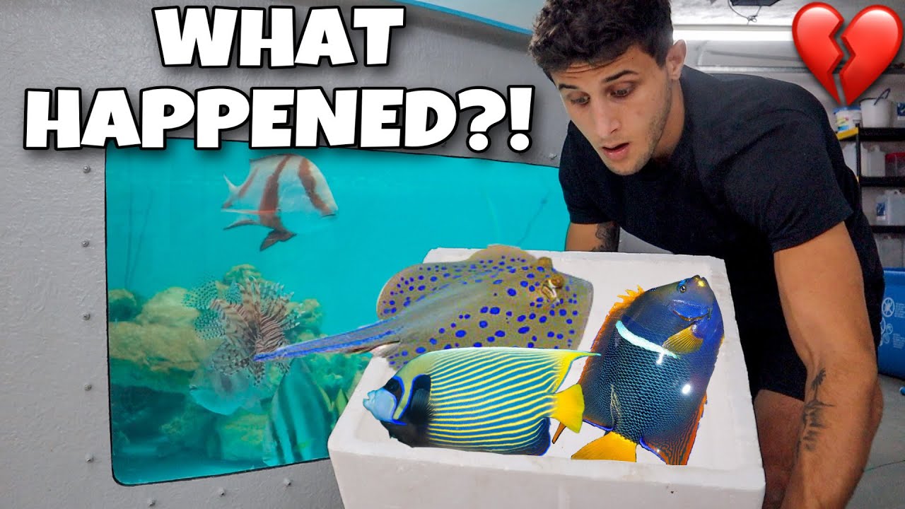 I lost My MOST EXOTIC Fish… - YouTube