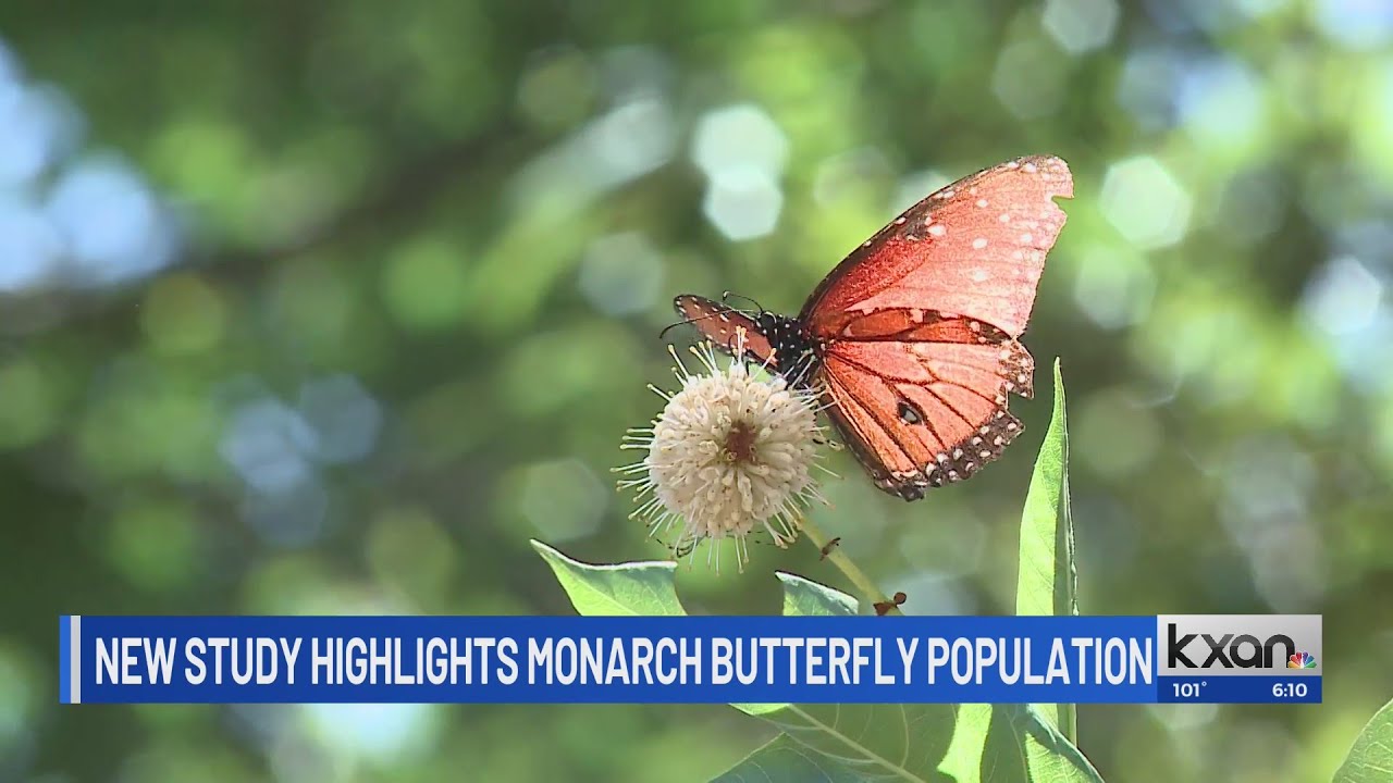New study highlights monarch butterfly population - YouTube