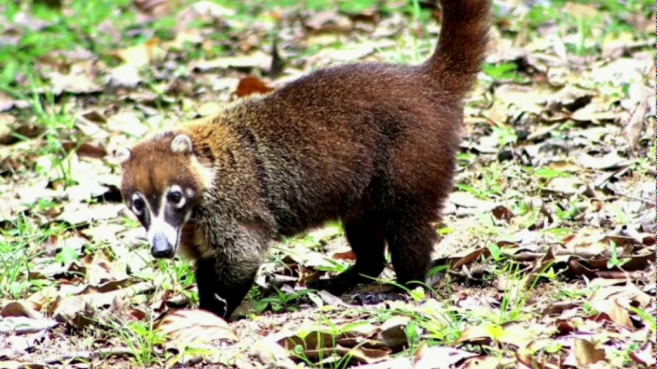 A Friendly Wild Animal - YouTube