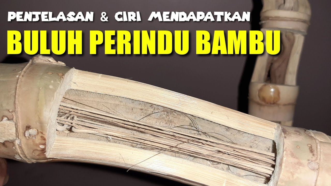 Bambu Buluh Perindu|| PENJELASAN DAN CIRI-CIRI MENDAPATKAN BULUH ...