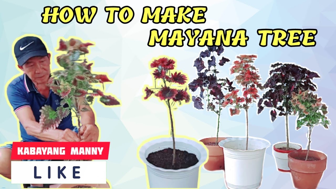 How to make Mayana Tree - YouTube