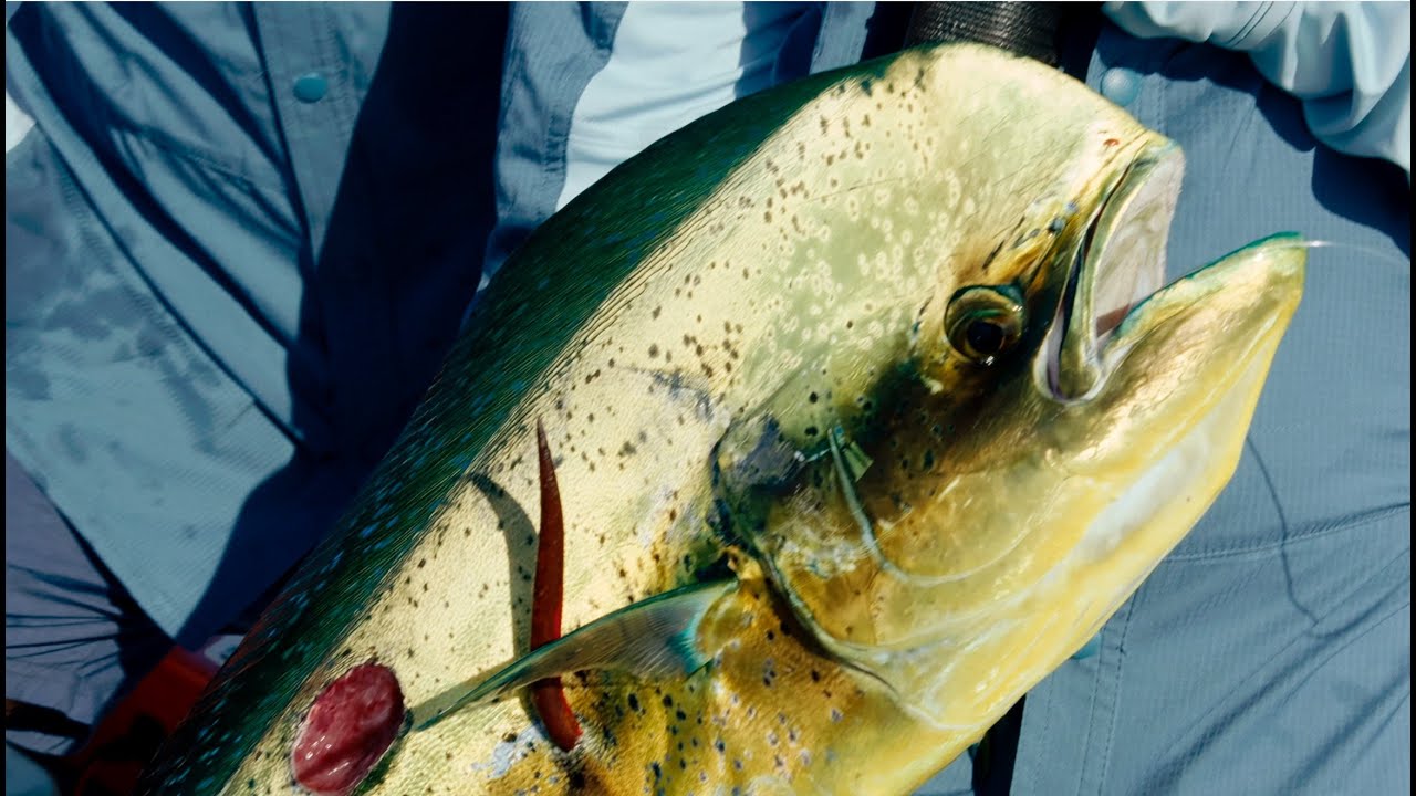 From Gear to Catch: The Ultimate Tips, Techniques & Tackle for Mahi ...