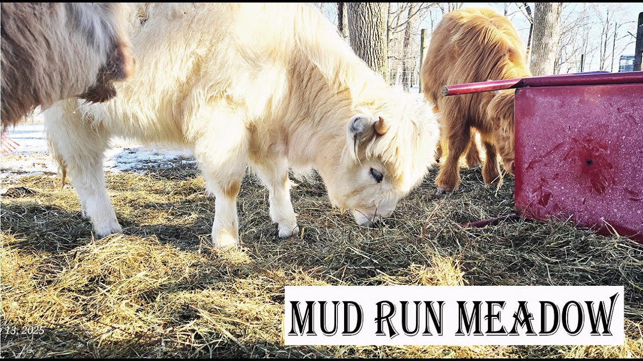 Heart-Stopping Escape: Houdini Highland Cows on the Loose | Mini ...