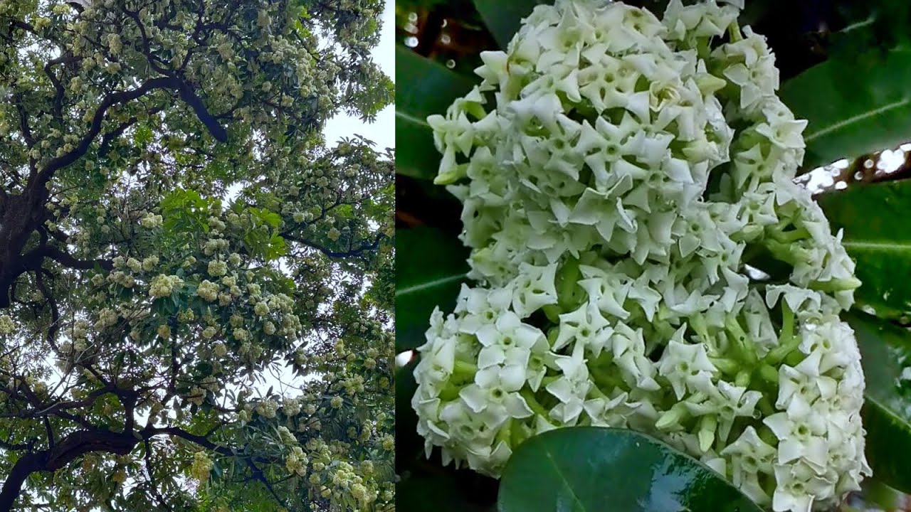 Strongly Scented White Flowers | Alstonia Scholaris, Fragrant Flowers ...
