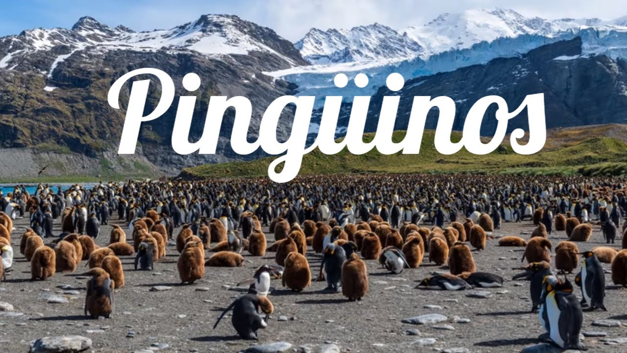 Qué son los Pingüinos | Vídeo Explicado para Niños | Documentales ...