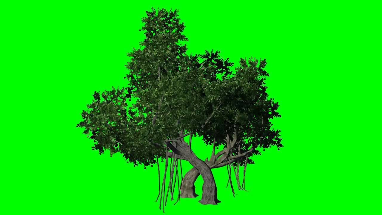 trees moved by the wind - "Chroma Key Effects" - YouTube