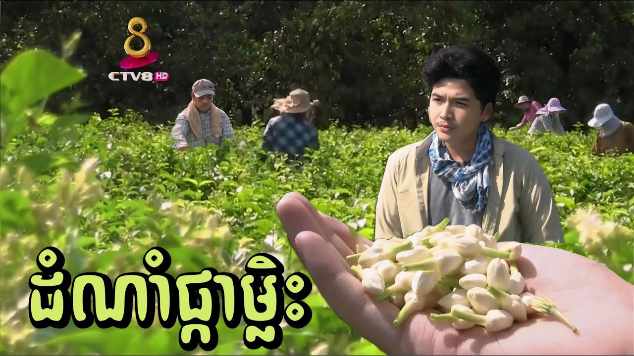 បច្ចេកទេសដាំផ្កាម្លិះ ដែលកសិករមិនគួរមើលរំលង - YouTube