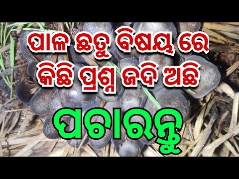 ପାଳ ଛତୁ ଚାଷ ବିଷୟ ରେ କିଛି ଜାଣିବା ପାଇଁ ଚାହୁଁ ଥିଲେ , ପ୍ରଶ୍ନ ପଚାରନ୍ତ ODISHA ...