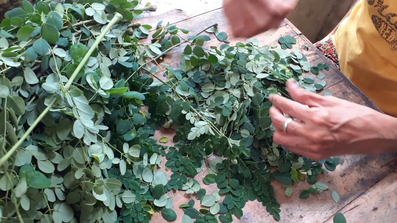 Moringa leaves can cure virus - YouTube