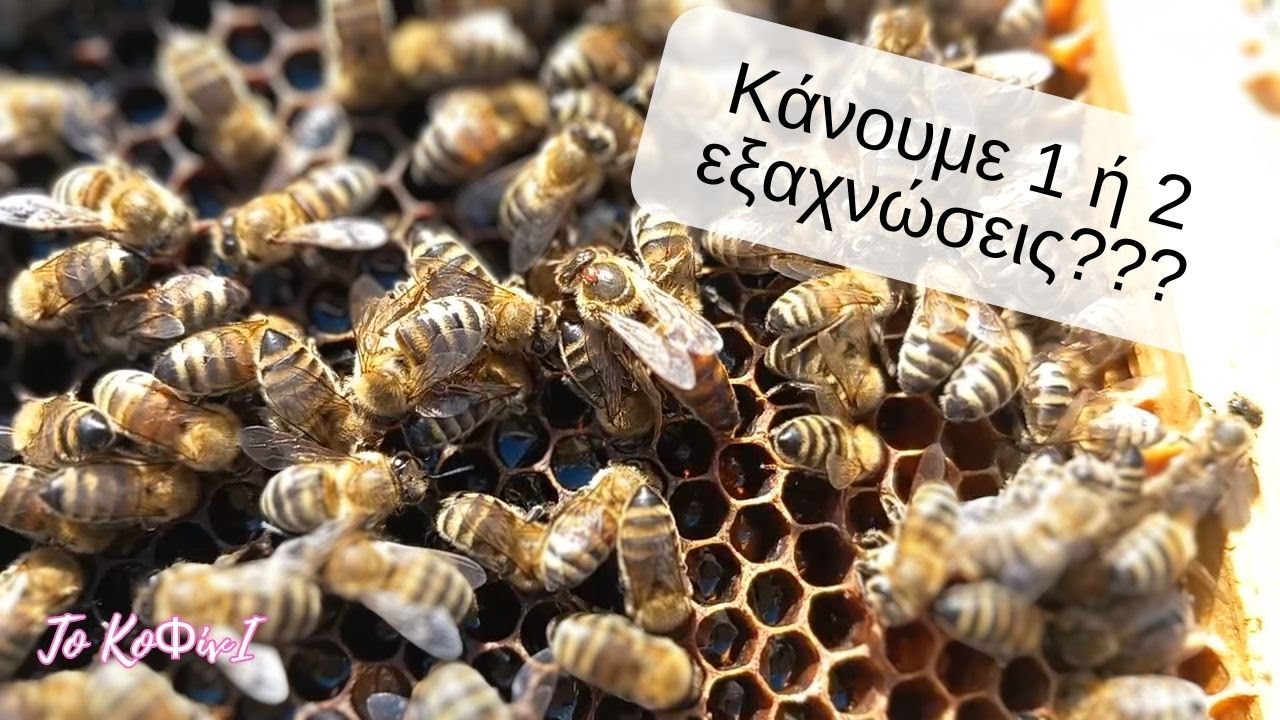 Πόσες επαναλήψεις χρειάζονται στην εξάχνωση? | Μελισσοκομία 2025 | Το ...