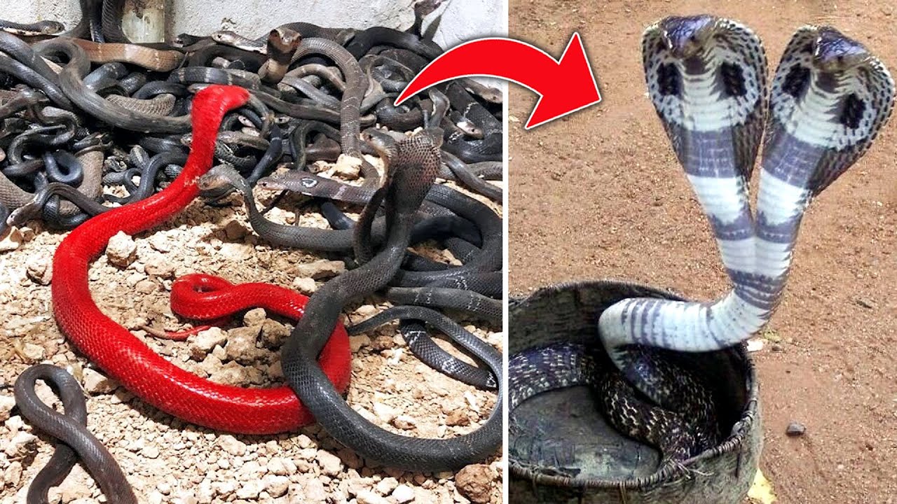 Top 5 Rarest Snakes In The World - YouTube