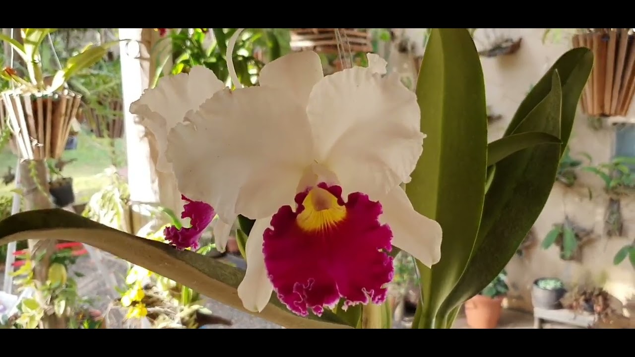 53- Lc Melody Fair "Carol"- floração e cultivo - YouTube