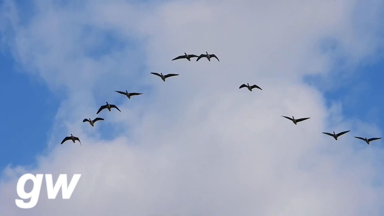 b40209 날아가는 쇠기러기 행렬 (full) A procession of flying White-fronted Goose ...