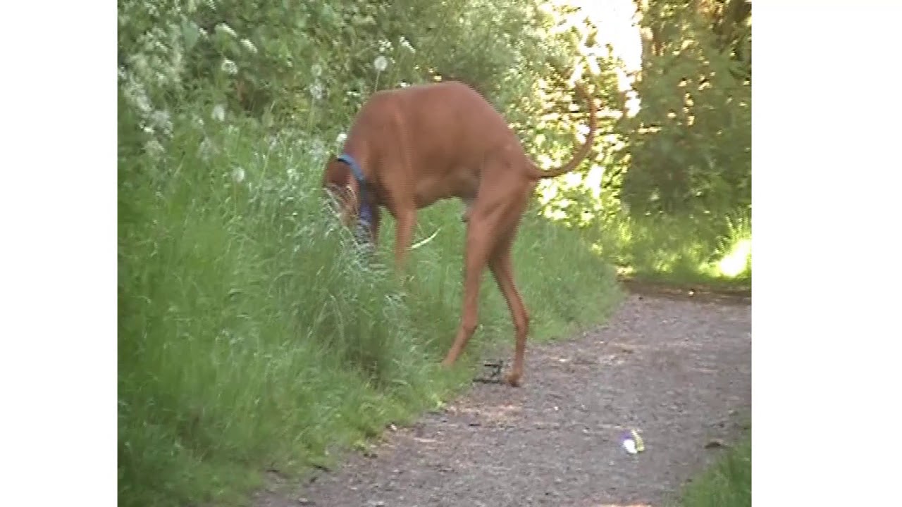 DOG TAKES A SHIT AGAIN!!! :D - YouTube