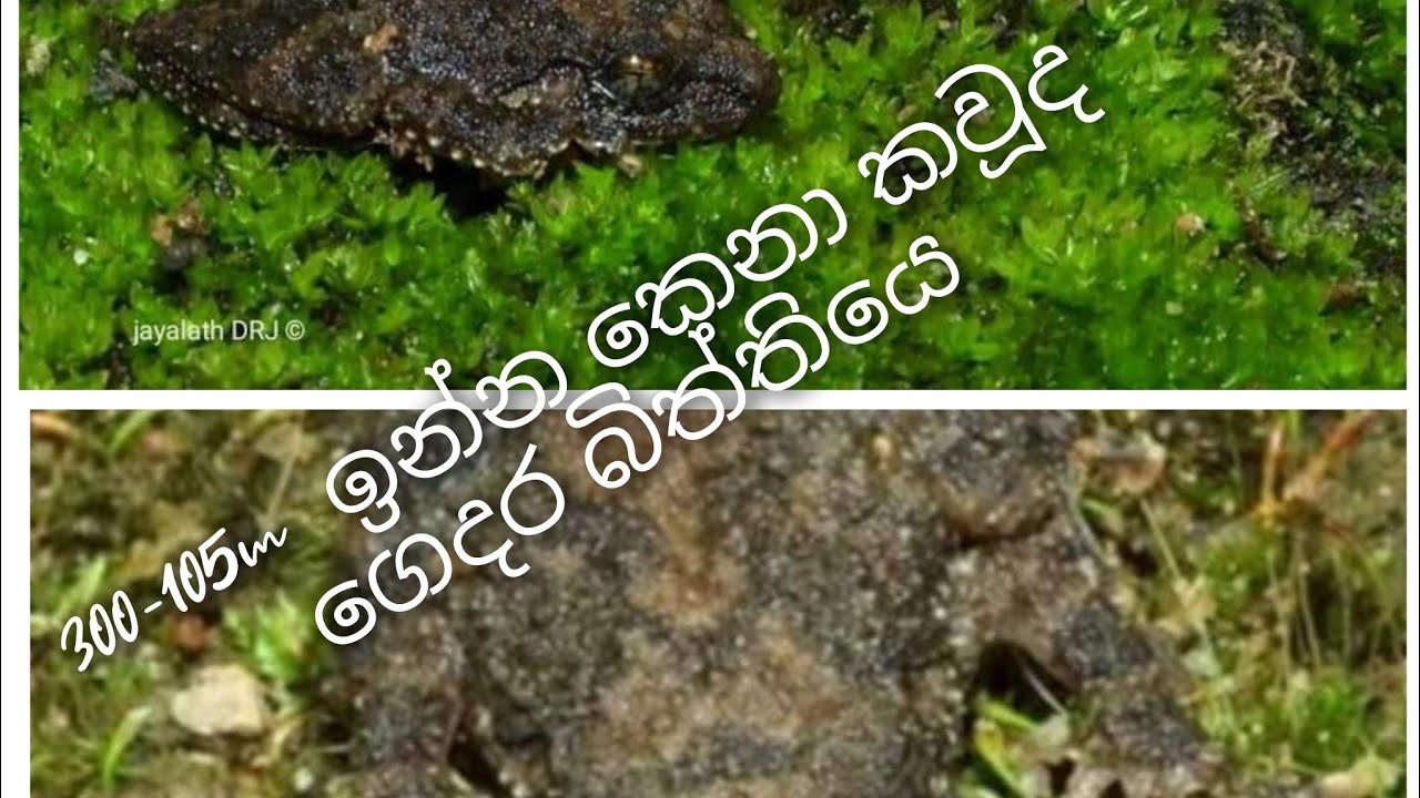 Ferguson's Shrub frog seudophilautus fergusonianus ෆ්ර්ගුයුසොනිගේ පඳුරු ...