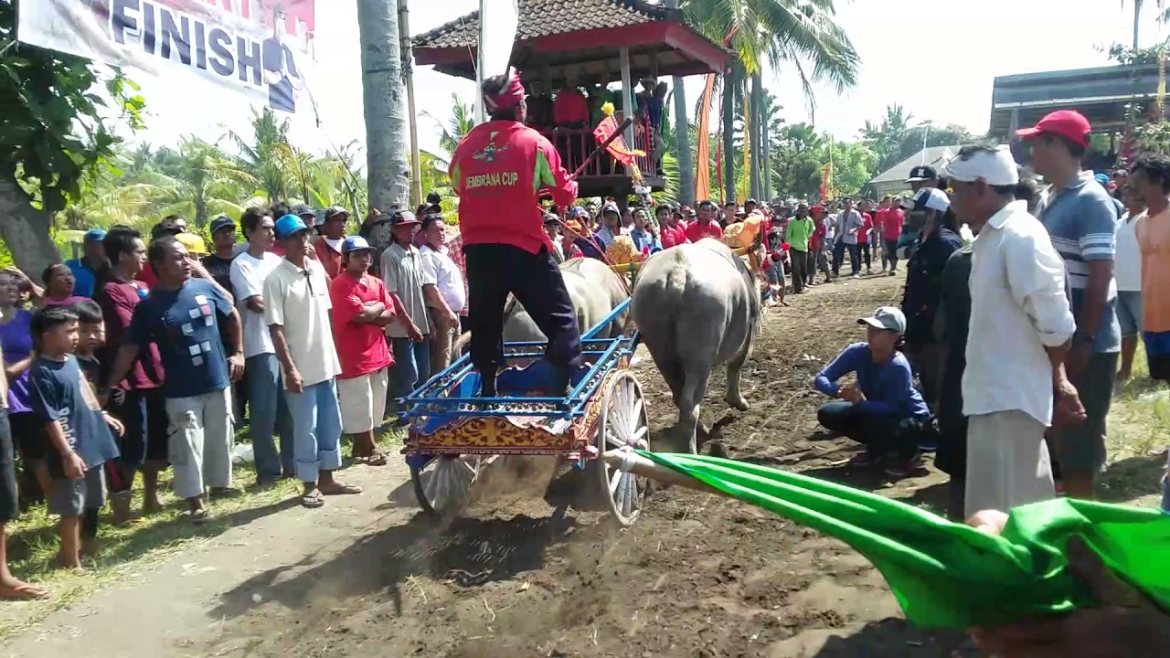 Mekepung jembran cup 2016 misan kiang elok - YouTube