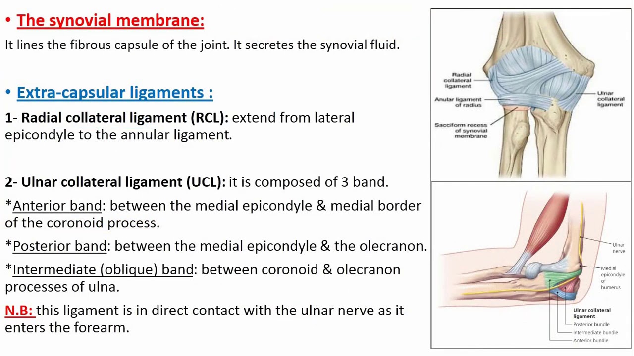 22- Joints of Upper Limb - YouTube