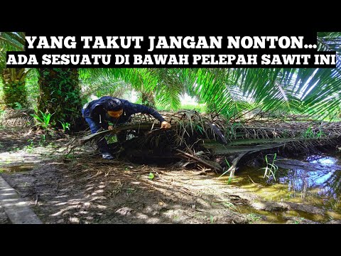 Bikin Merinding... Ternyata Mahluk Ini Yang Bersembunyi Dibawah Pelepah Sawit... Mancing Belut Besar