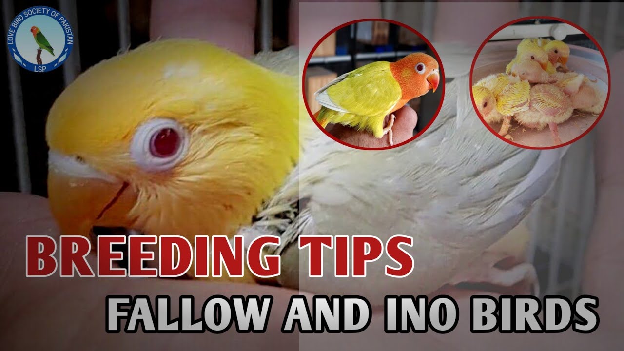 Breeding Tips for Fallow and Ino Birds #palefallow #lovebird # ...