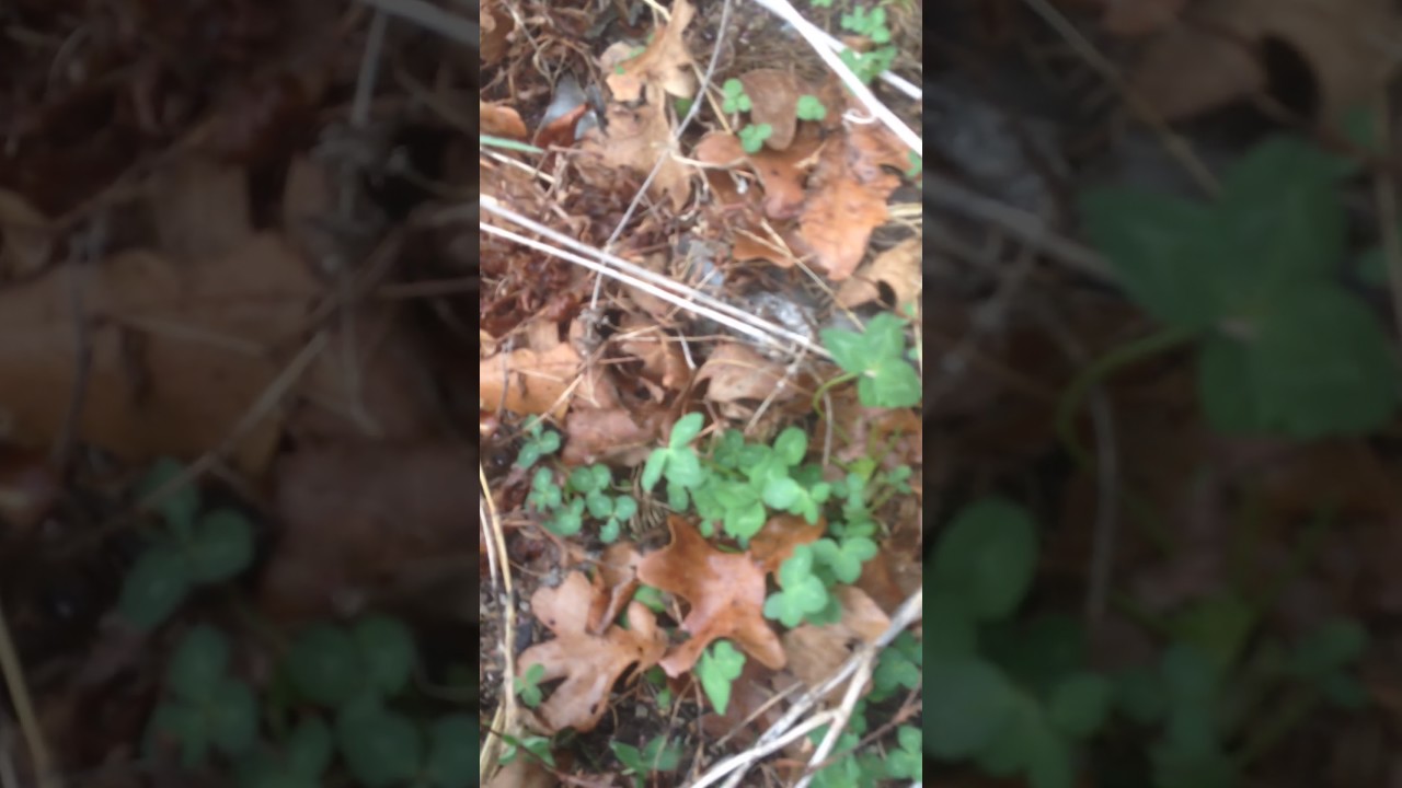 Week 1 deer food plot clover, rye grass, red clover, and rape - YouTube