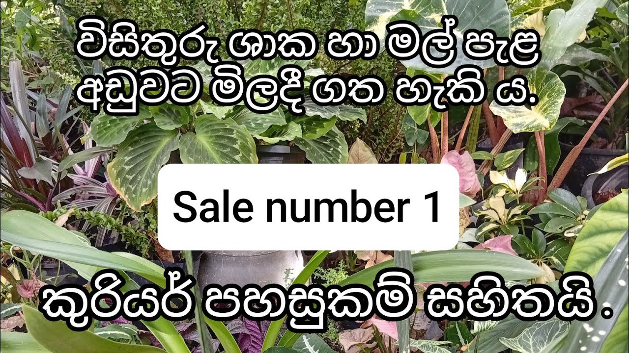 විසිතුරු පැළ මිල අඩුවට ( Sri Visithuru Plant Nursery ) - YouTube