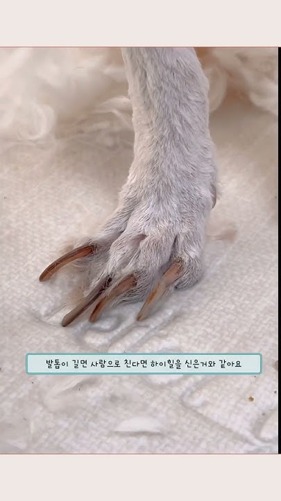 강아지 발톱 안자르면 발이 휜다고 부산애견미용 강아지미용 강아지브이로그 애견미용사일상 애견미용사 Youtube