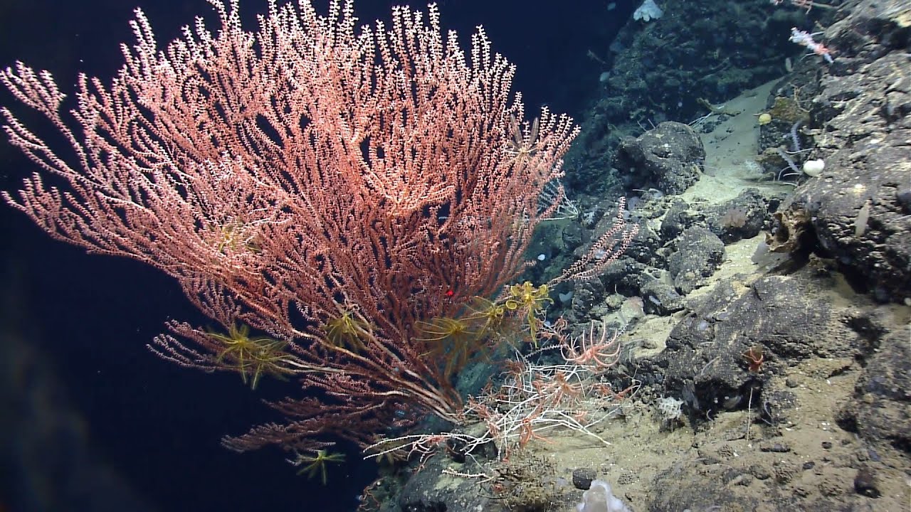 EX1304L2 Dive 04 Mytilus Seamount North Aug 04 2013 - YouTube