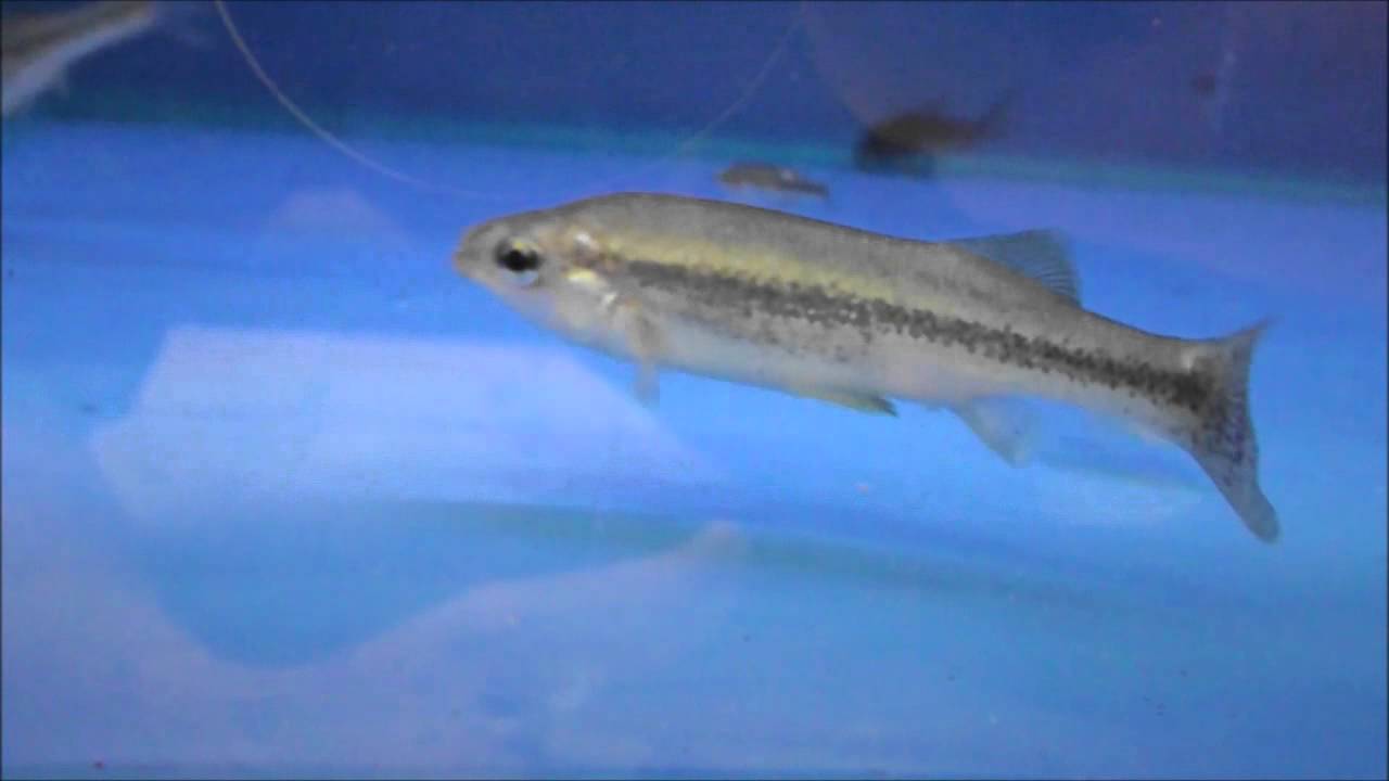 Ilyodon Xantusi live bearer (Rare, Goodeid) |DW Aquatics - YouTube