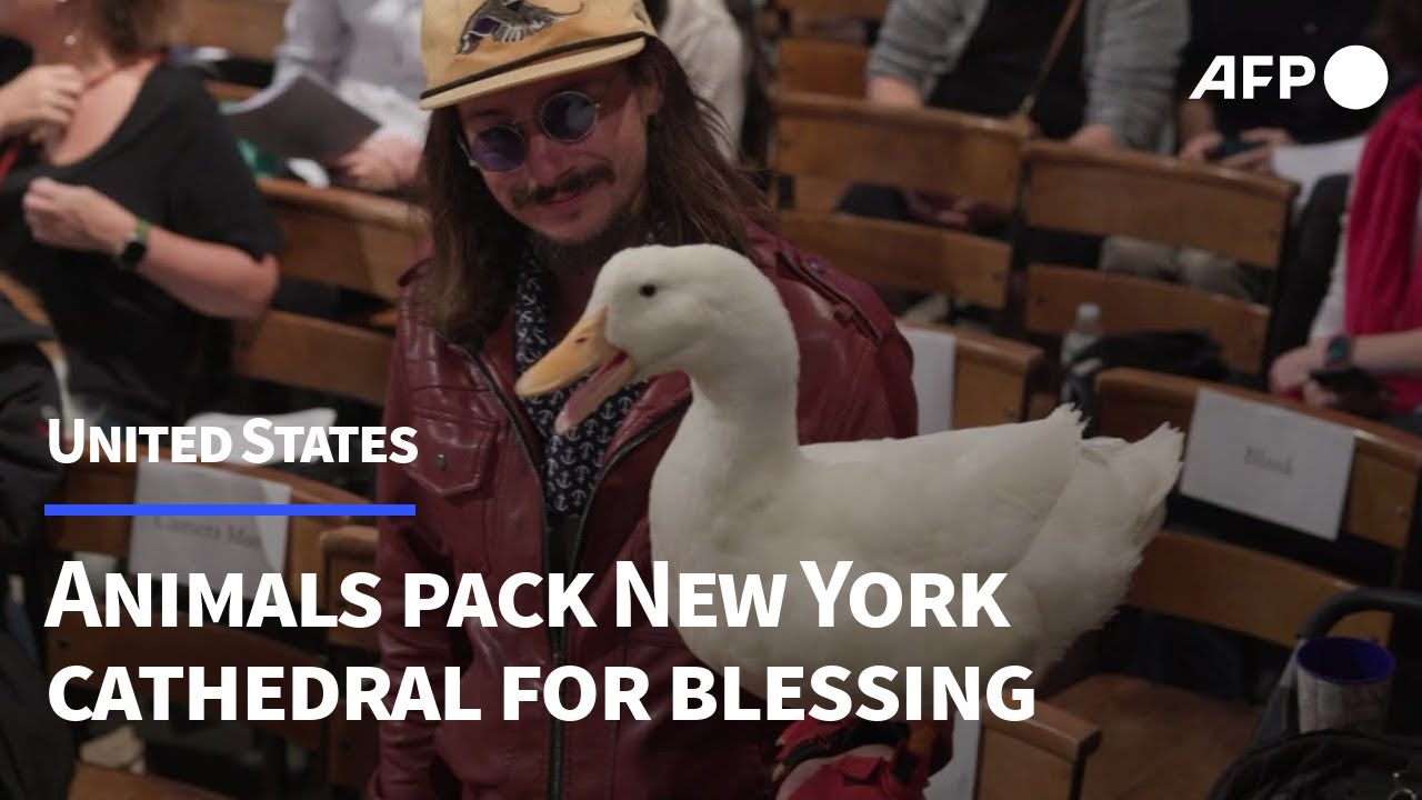 Parade of animals packs New York cathedral for blessing | AFP - YouTube