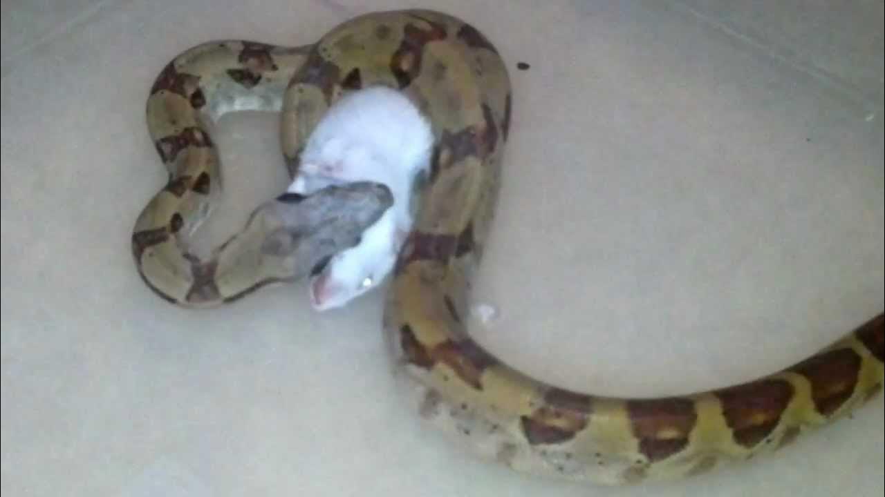 Repas de mon Boa Constrictor Impérator Phasé Salmon "Princess'Kalya ...