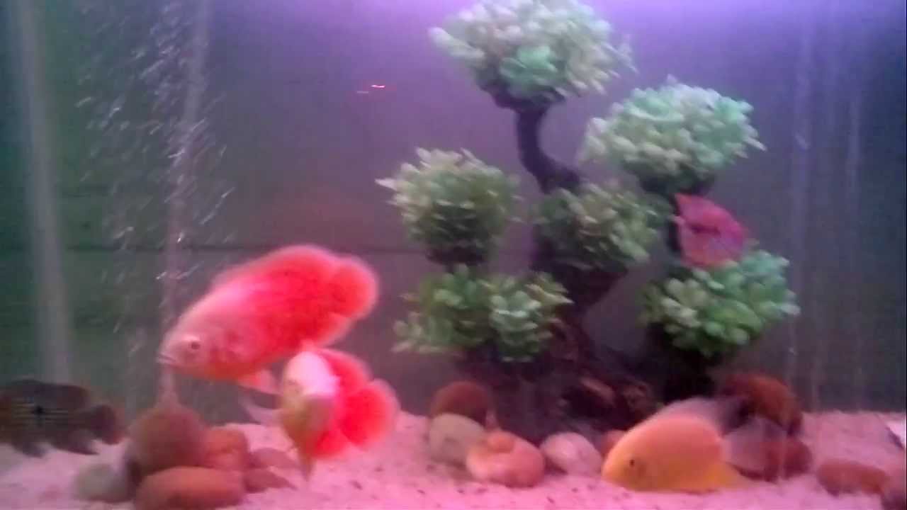 red chilli oscar - YouTube