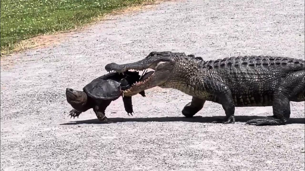 Stumpy girl carrying her lunch… - YouTube