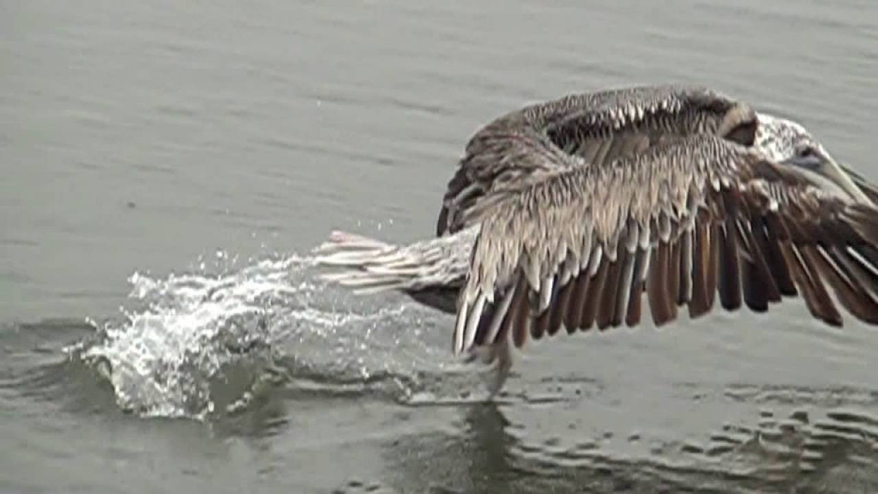North American Wildlife --- Brown Pelican, taking off & diving (normal ...