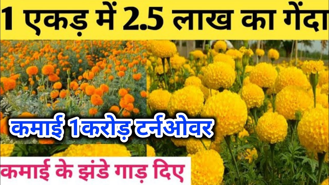 गेंदे फुल की खेती | phool ki kheti | genda phool ki kheti | Phool ki ...