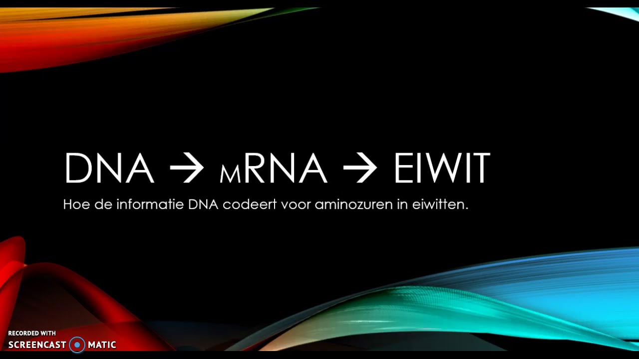 DNA, mRNA, eiwit: transcriptie en translatie - YouTube