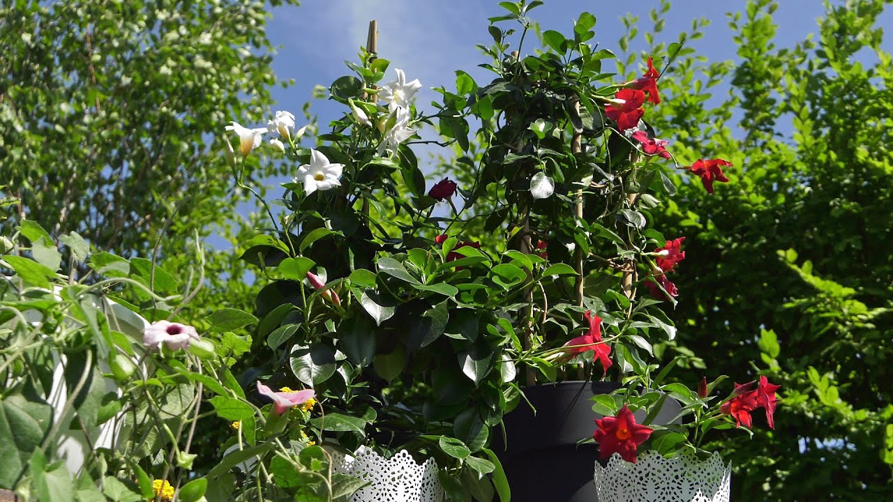 Kwiaty na balkon i taras - Mandevilla dipladenia, lantana, groszek ...