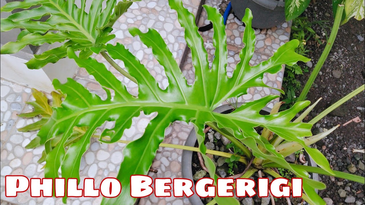 Tanaman Hias Phillo Bergerigi ( Tree philo dendron) - YouTube
