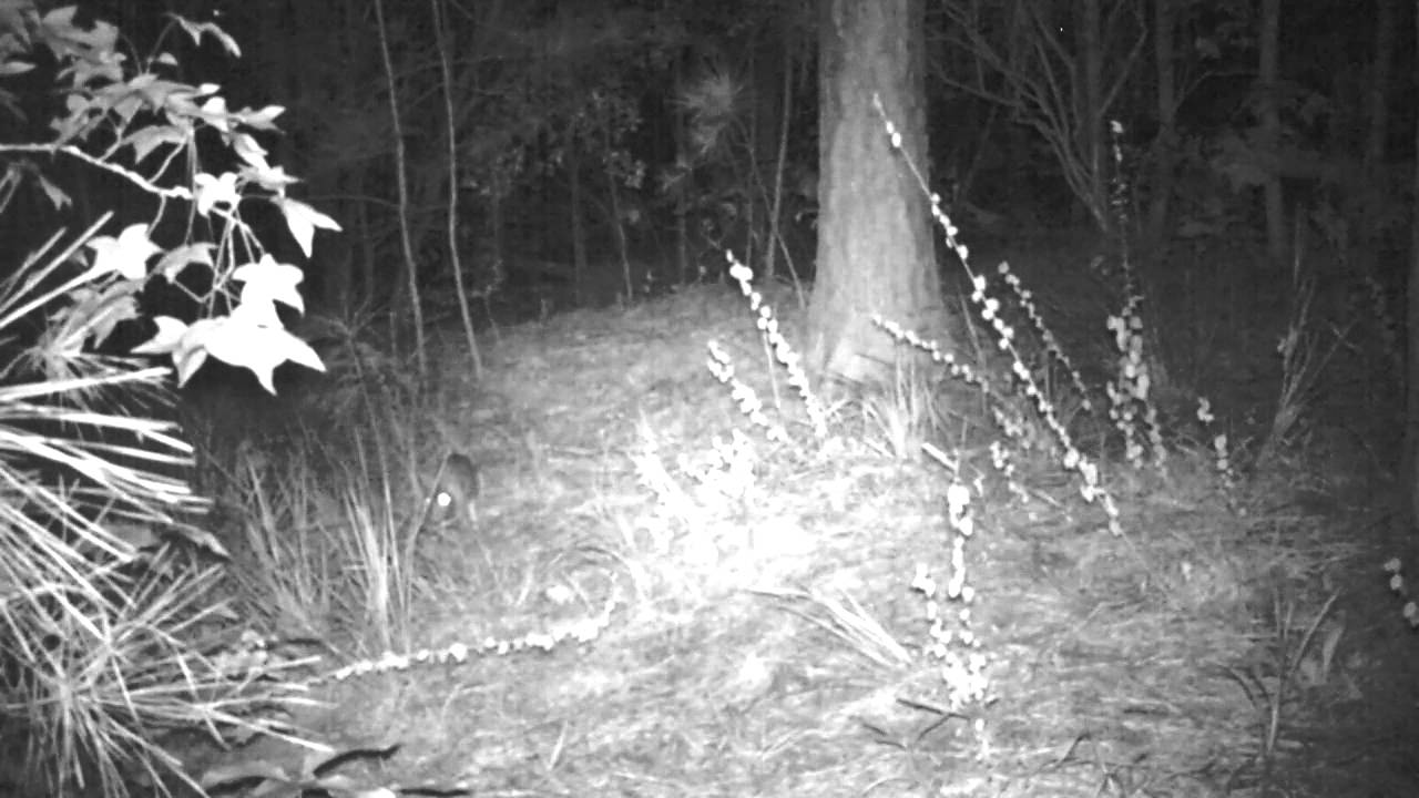 Eclectic Al Game Camera Rabbit 001 - YouTube