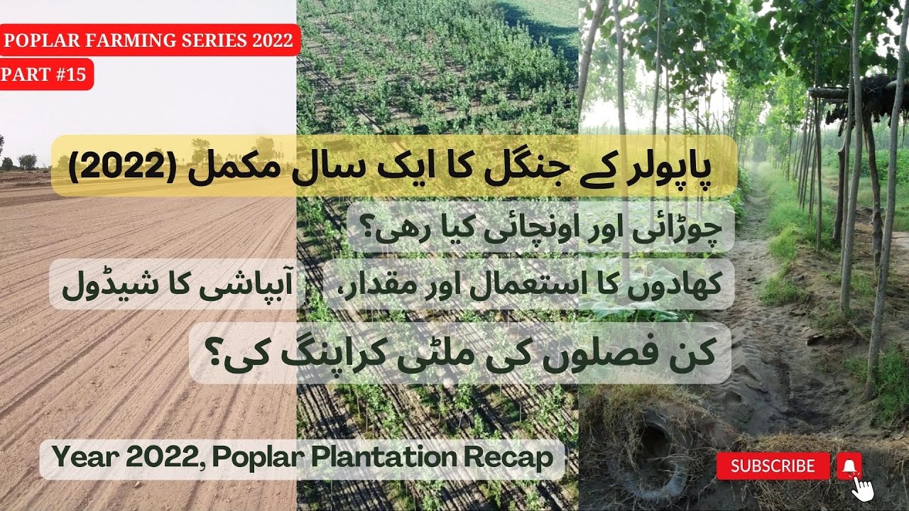 Year 2022 - Delta Poplar Plantation Recap || Part #15 #poplar #tree # ...