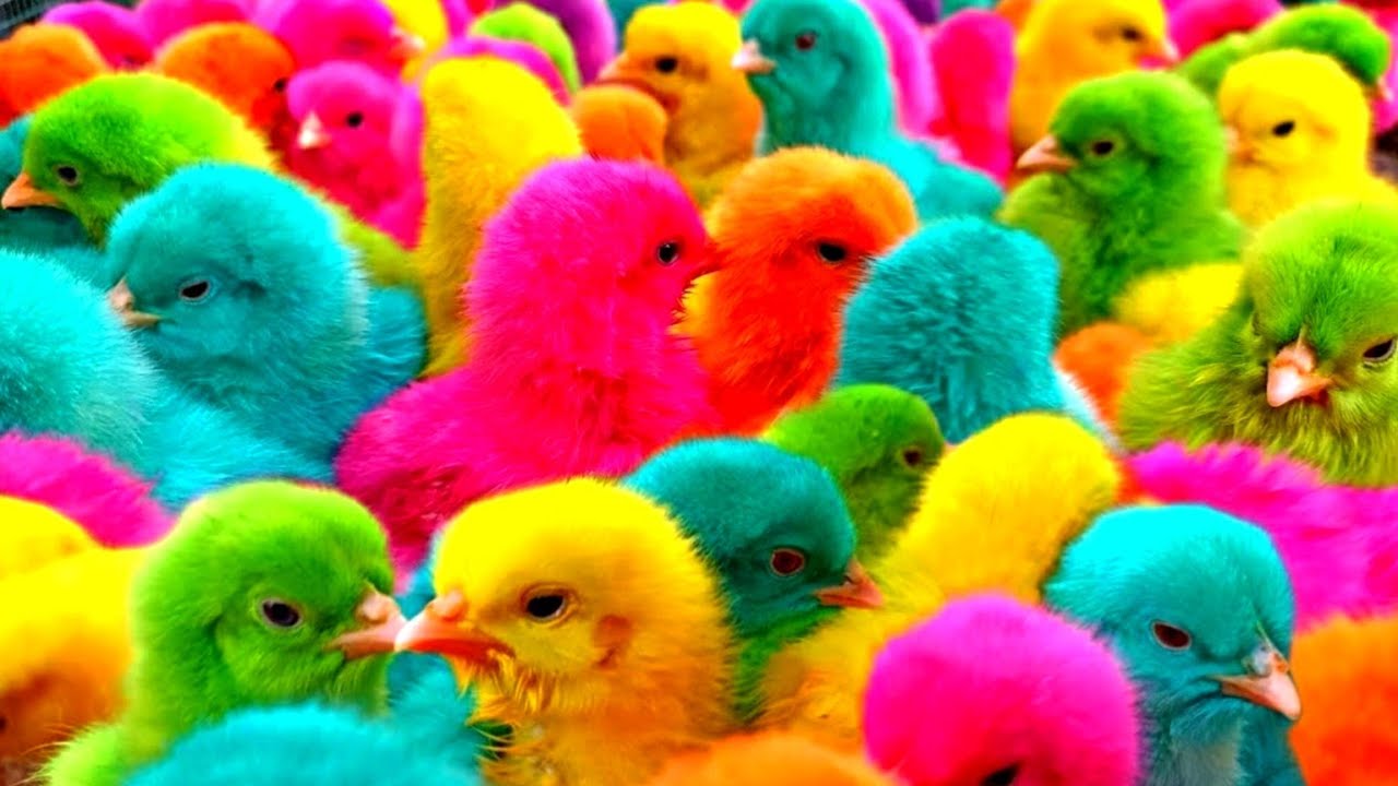 Catch Cute Chickens, Colorful Chickens, Rainbow Chicken, Rabbits, - YouTube
