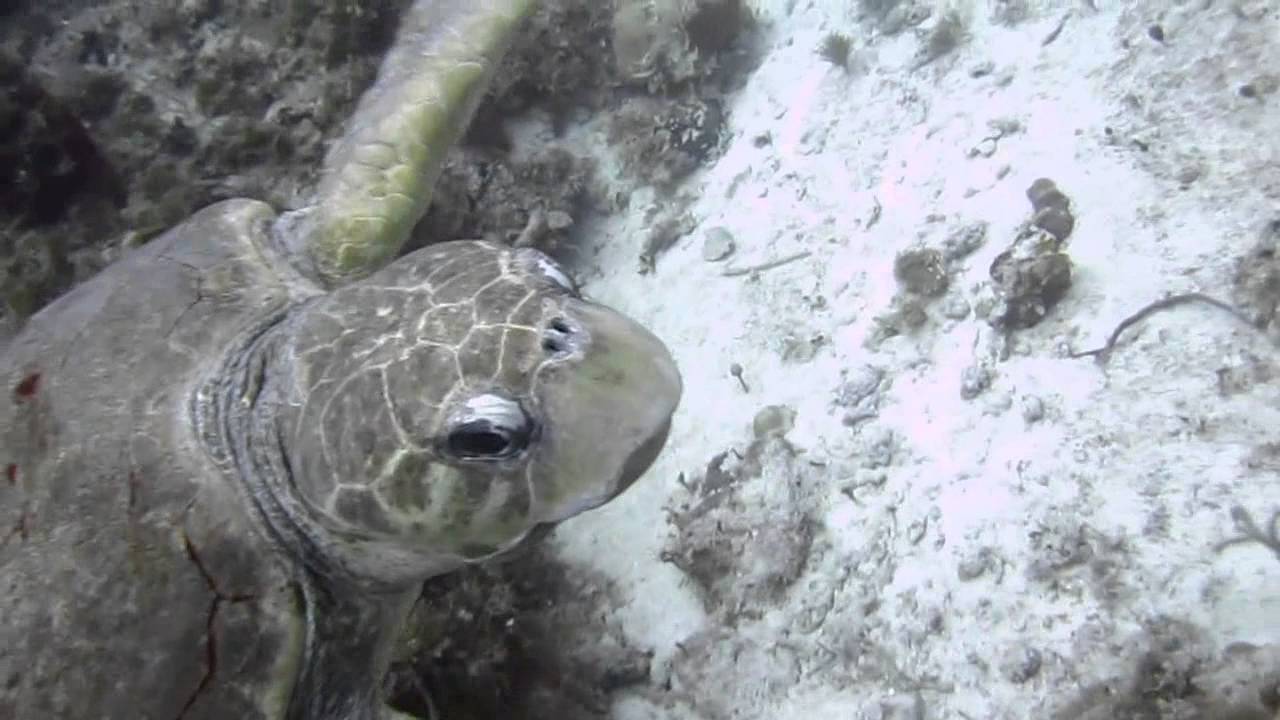 Giant Loggerhead Turtle - Exumas - YouTube