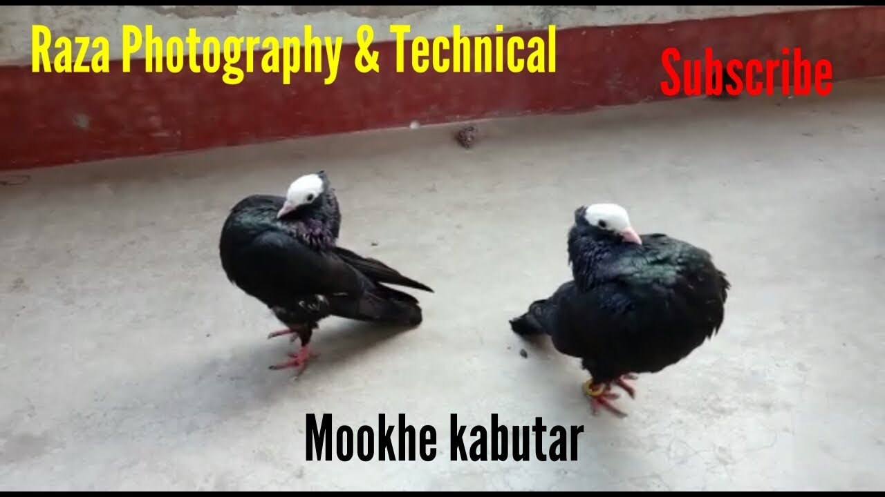 MOOKEE PIGEON PAIR by Raza photography & technical - YouTube
