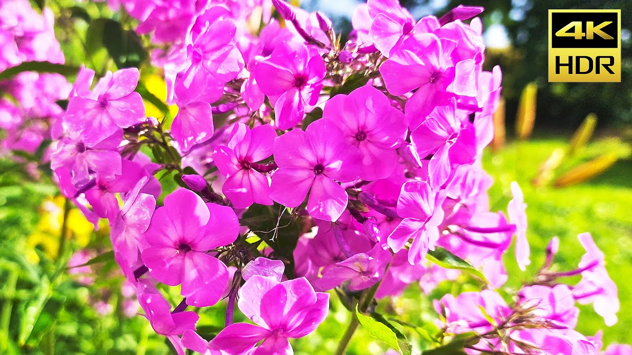 Beautiful Flowers (HDR10+) 4K Sample Footage Video HDR10 Plus // Galaxy ...