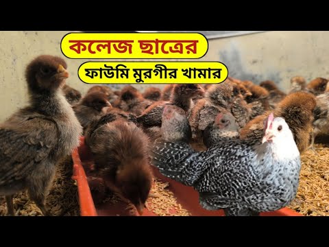 মিশরীয় ফাউমি মুরগী পালন। উল্লাপাড়া সিরাজগঞ্জ। fawmi chicken farm ...
