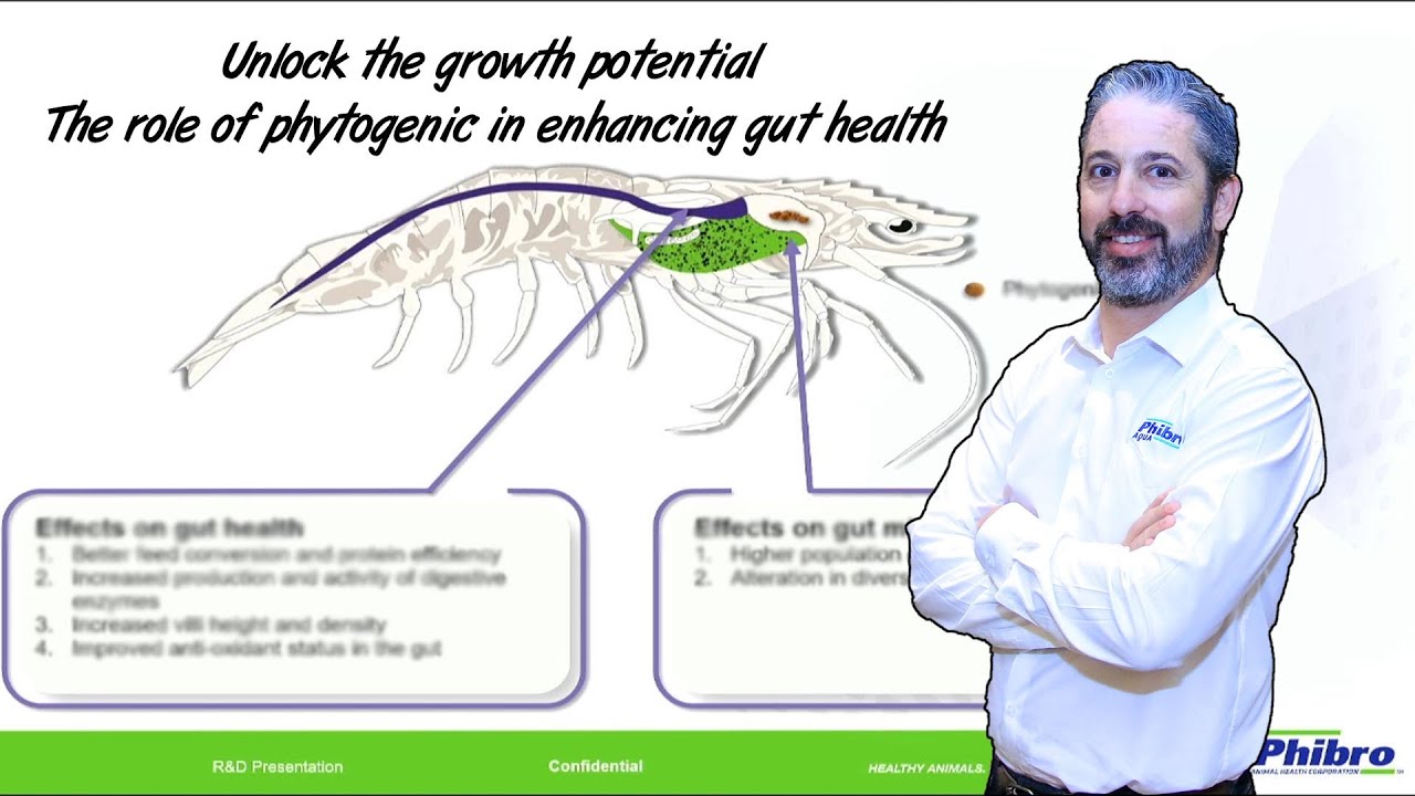 Unlock the growth potential The role of phytogenic in enhancing gut ...