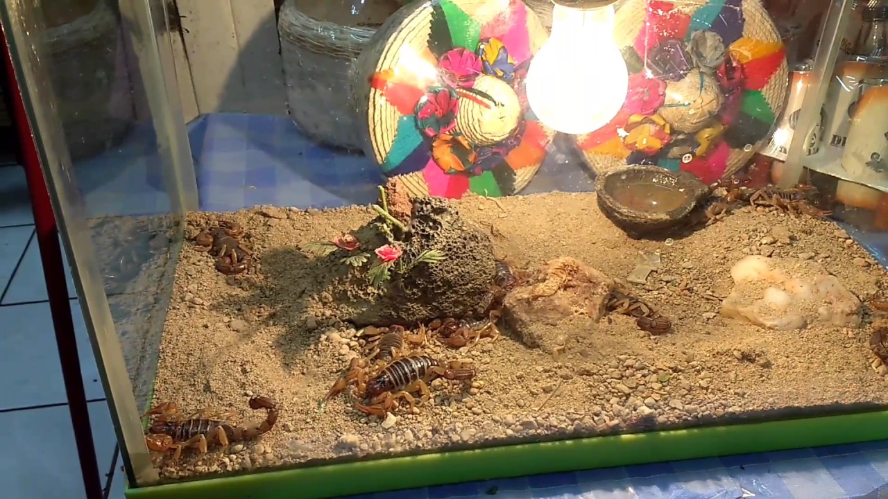Alacranes de Durango. Mercado Gómez Palacio, Durango, Durango. - YouTube