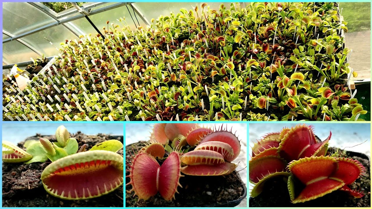 Largest collection of Venus Flytraps you've probably ever seen ...