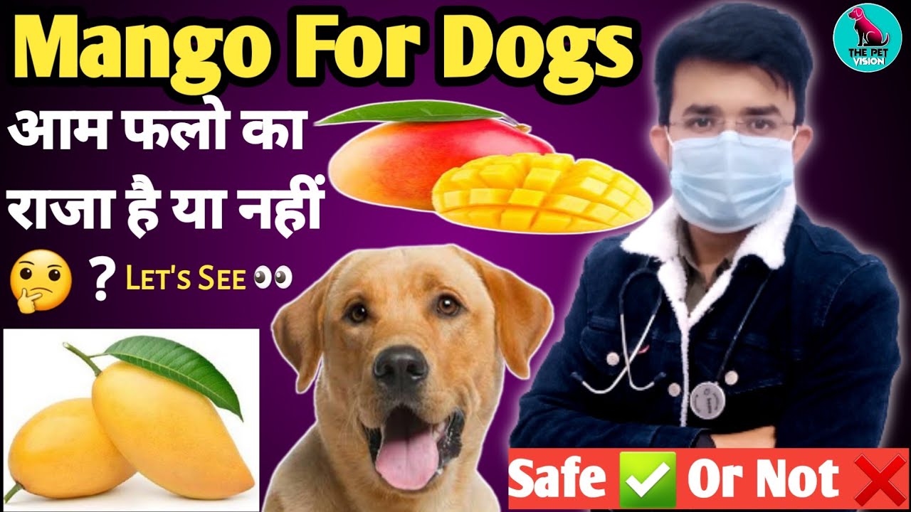 Mango दे सकते है या नहीं 🤔 ? || Mango For Dogs || Safe Or Not || आम फलो ...