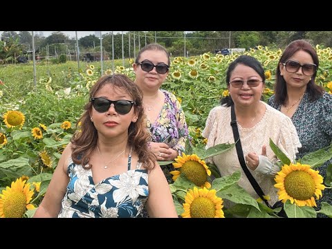 Hong Kong ,Sunflower Farm , shun sum Yuen in San Tin , sathi haru ...