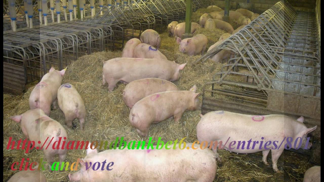 pig farming business pitch - YouTube